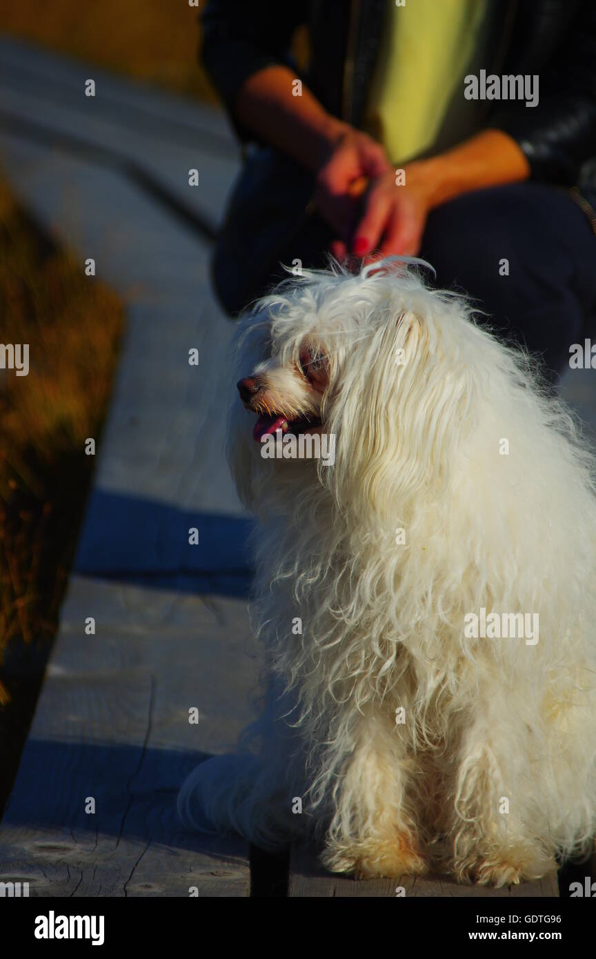 Moody pet art hi-res stock photography and images - Alamy