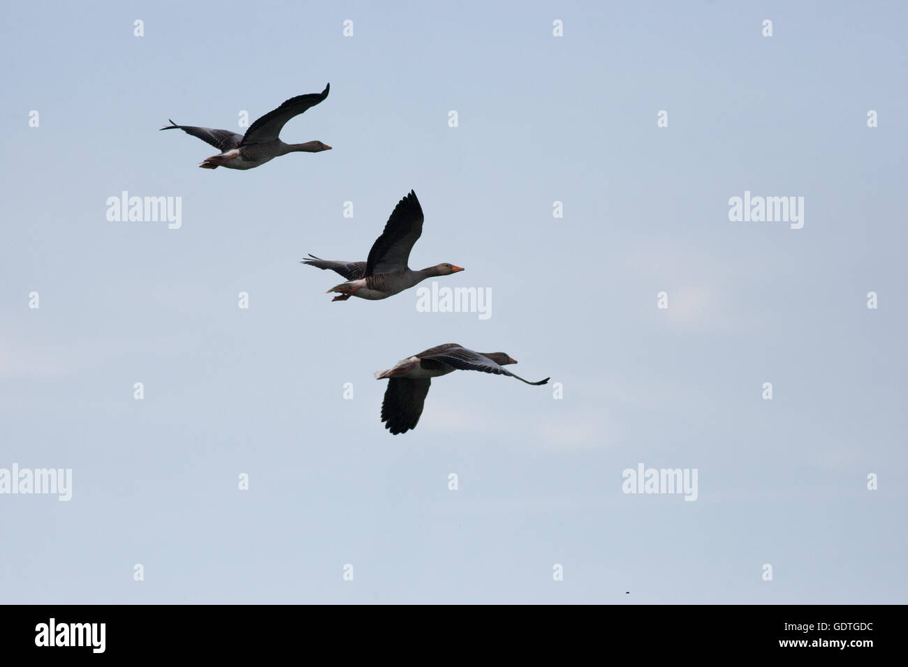 three geese flying Stock Photo - Alamy