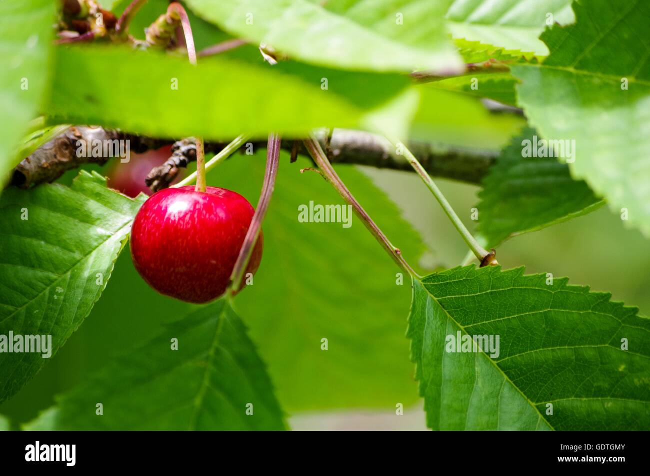 Ripe cherry growing. Comox Valley, BC, Canada Stock Photo - Alamy