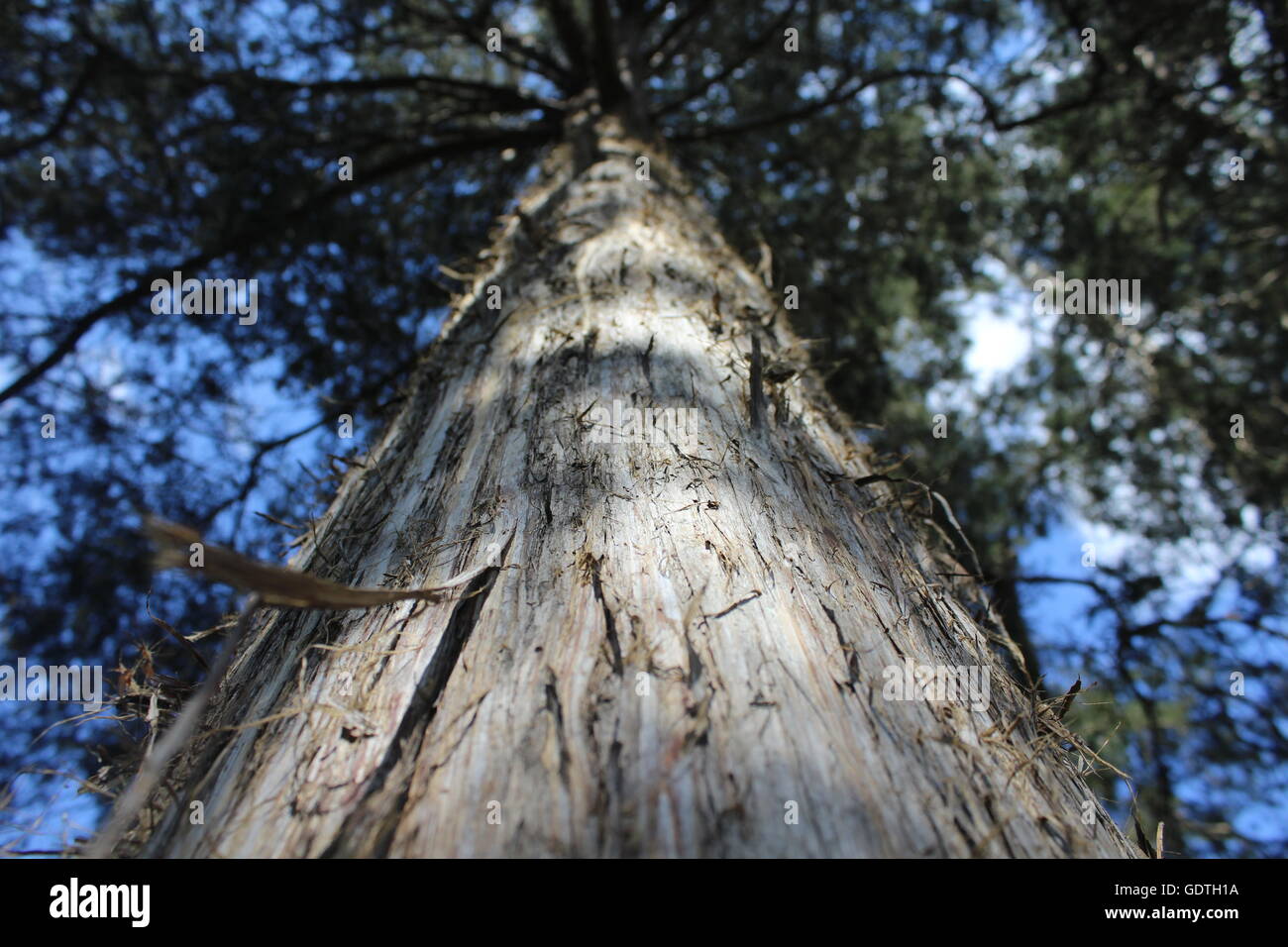 Close up of tree Stock Photo - Alamy