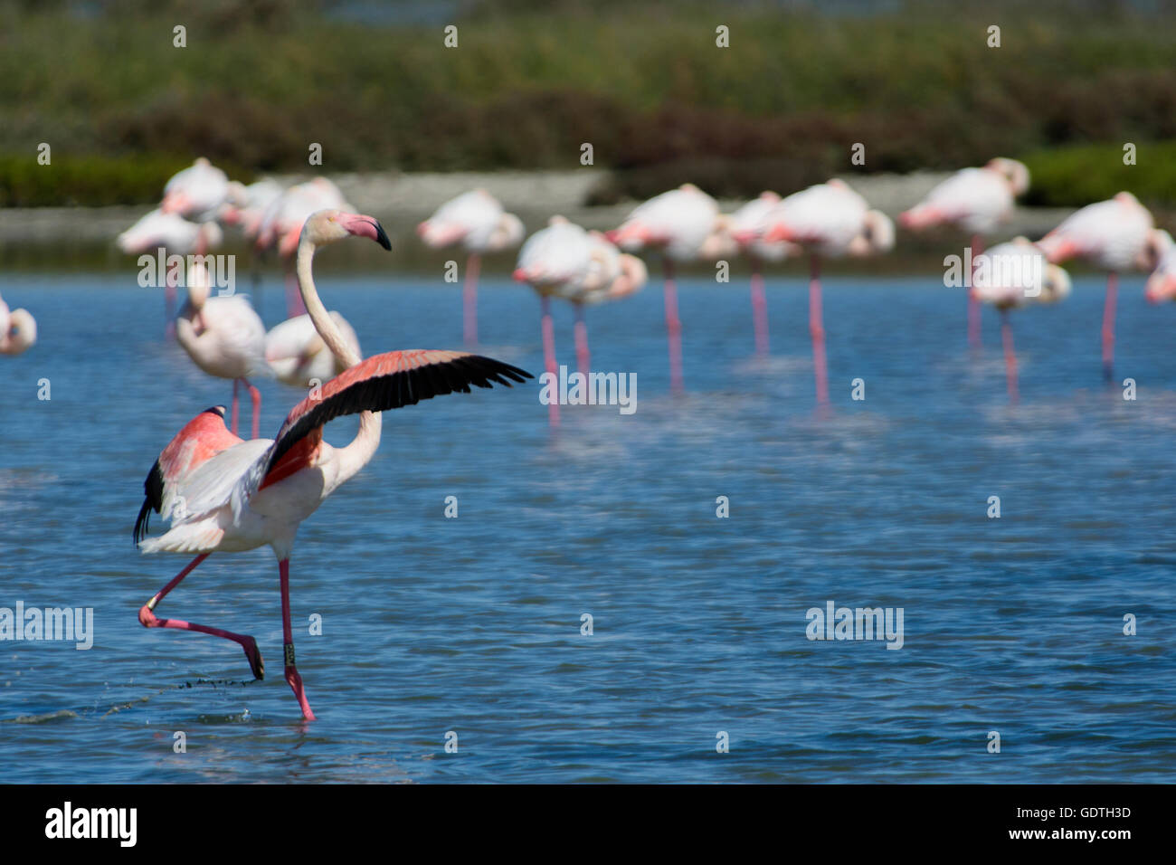 Flamingo landing hi-res stock photography and images - Alamy