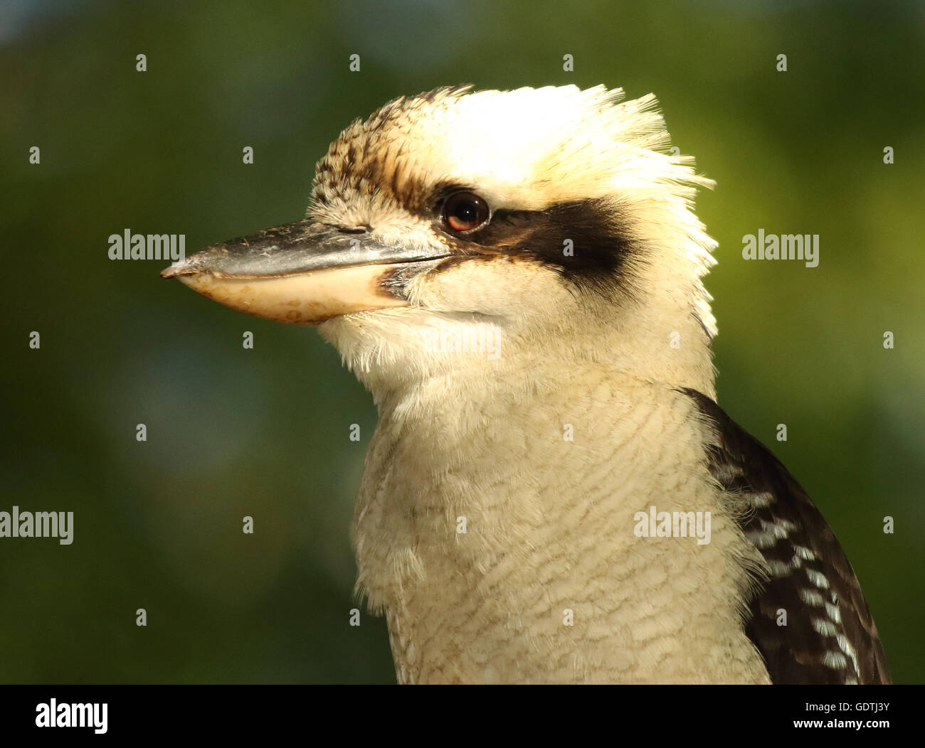 Kookaburra species hi-res stock photography and images - Alamy