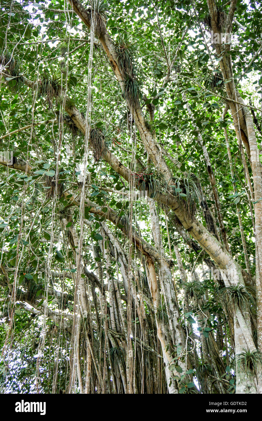 Banyan tree growes in the tropical Cuba Stock Photo - Alamy