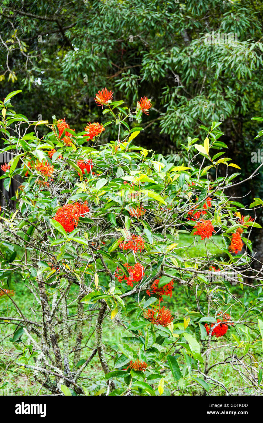 Flame tree, Peacook flower growing in cuba Stock Photo - Alamy