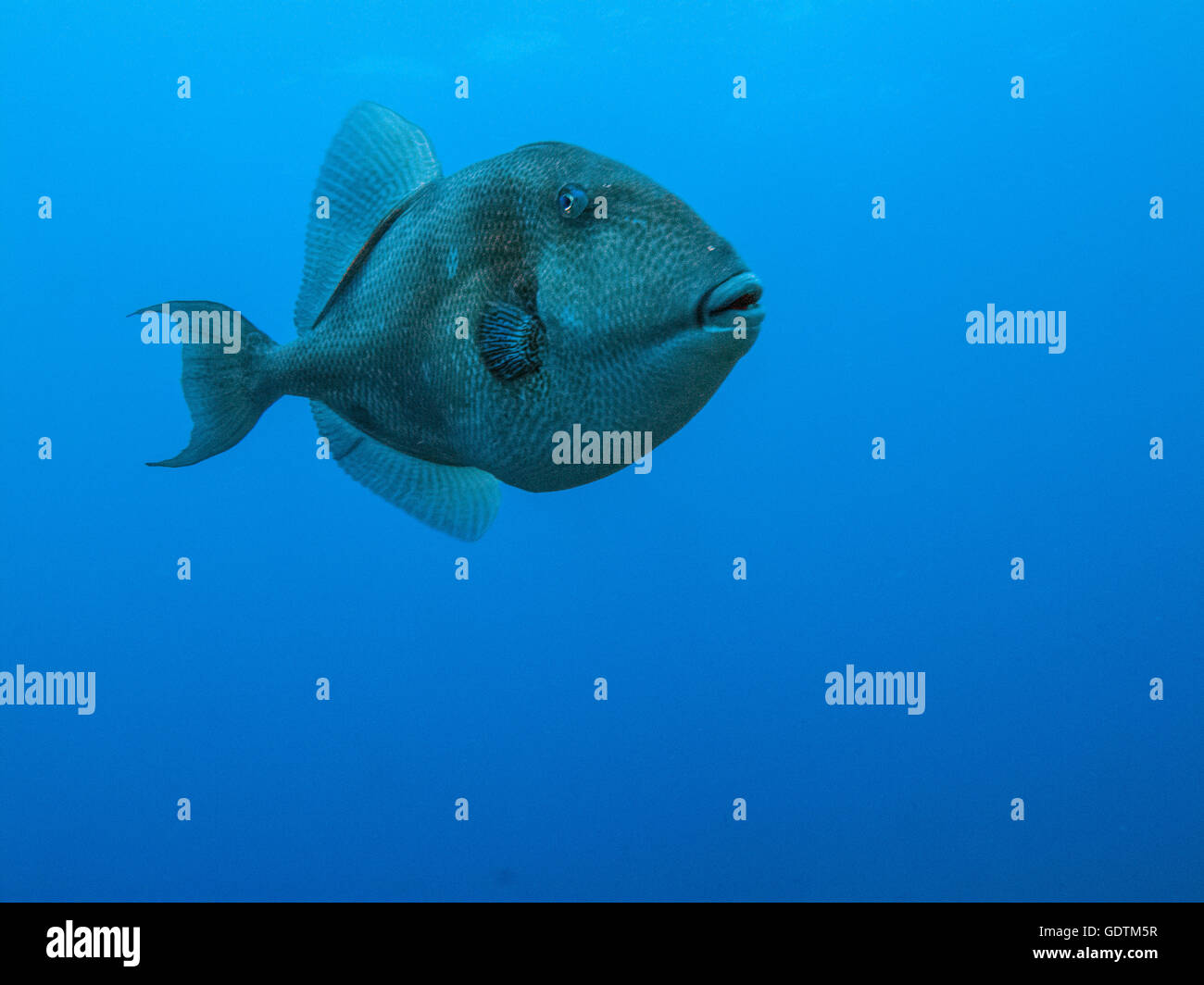 Trigger fish hi-res stock photography and images - Alamy