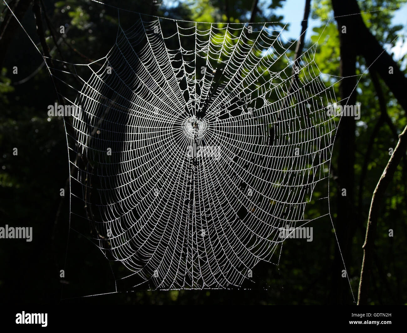 A dew covered spiders web in the forest Stock Photo - Alamy