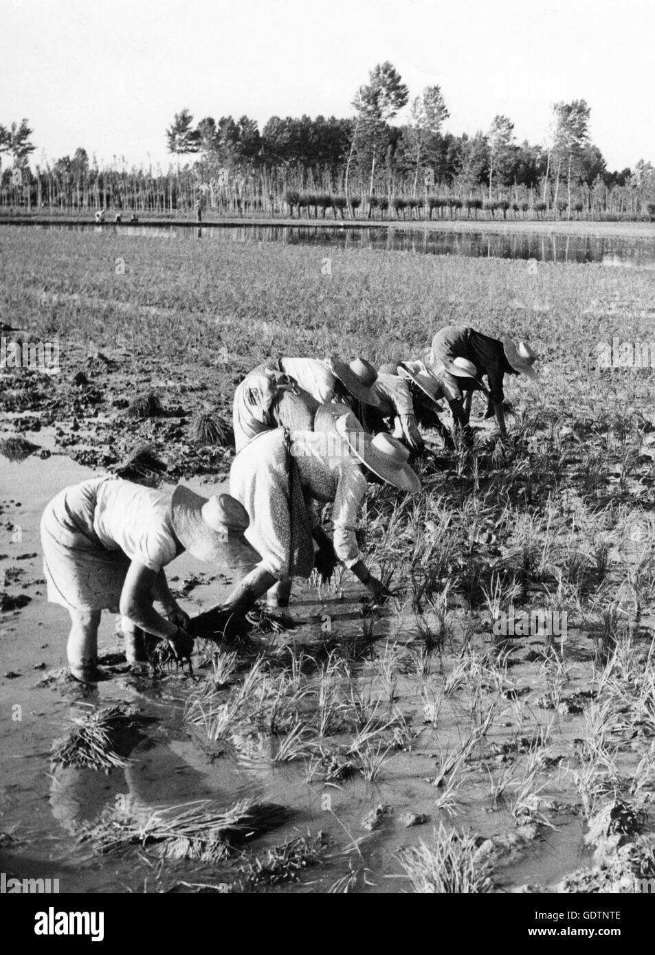 Rice fields field Black and White Stock Photos & Images - Alamy