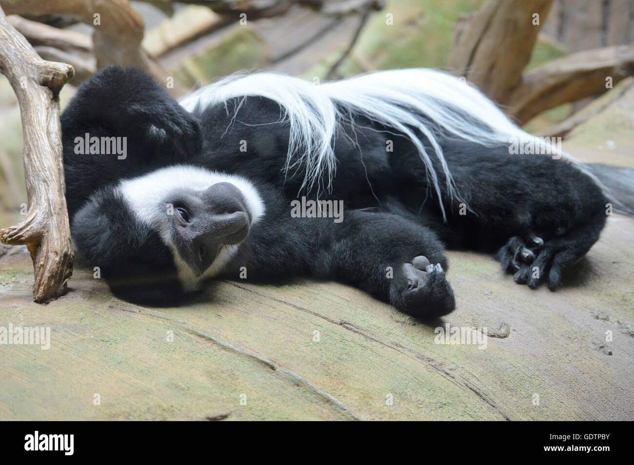 Colobus monkey resting on a log Stock Photo - Alamy