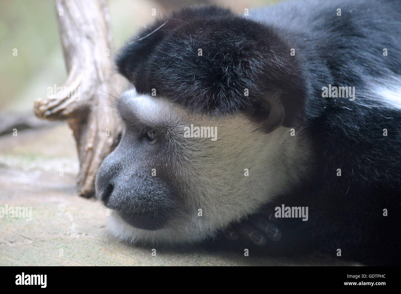 Colobus monkey resting on a log Stock Photo - Alamy