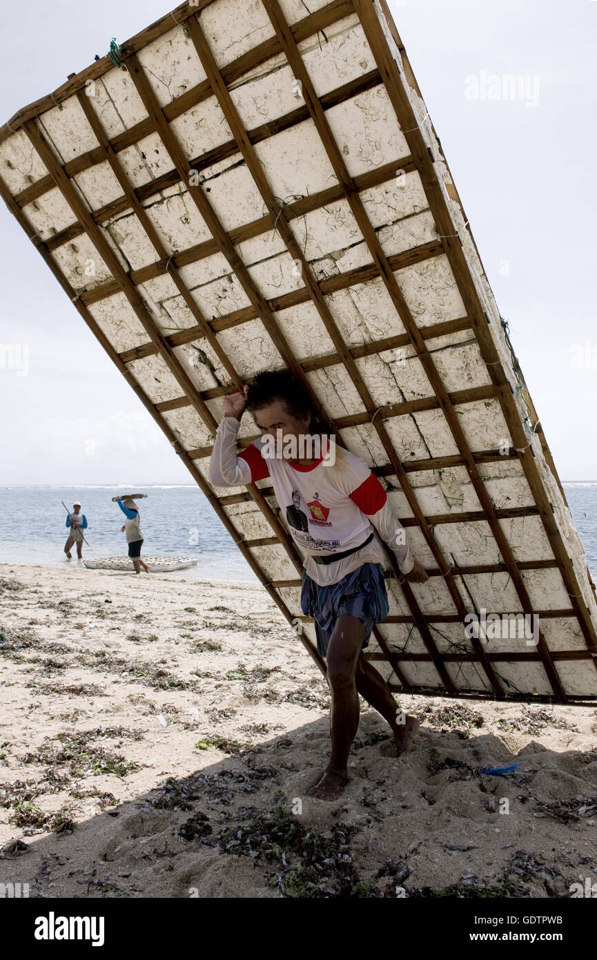 Coral collector with styrofoam raft on the beach at serangan hi-res ...