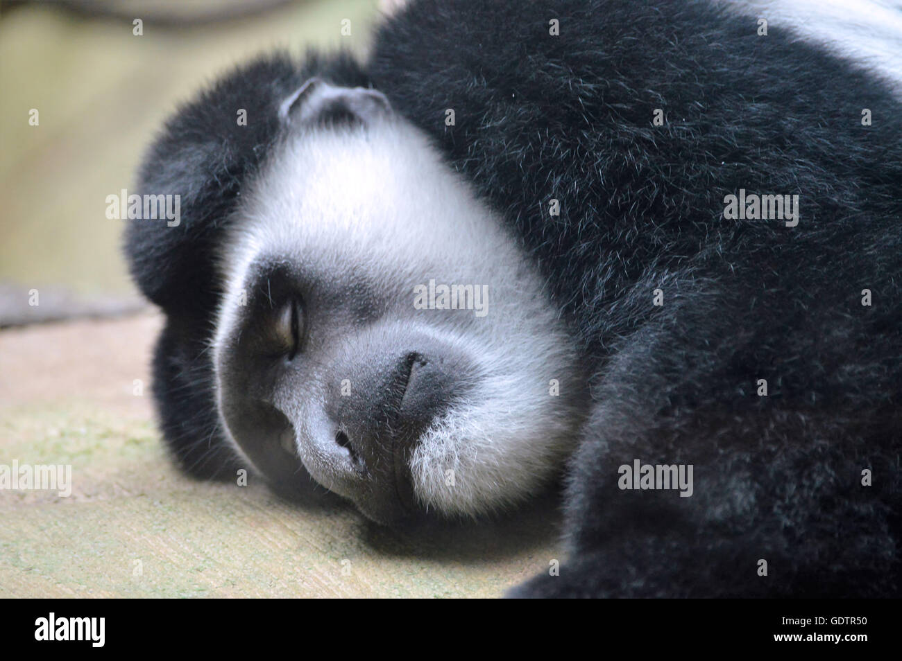 Colobus monkey resting on a log Stock Photo - Alamy