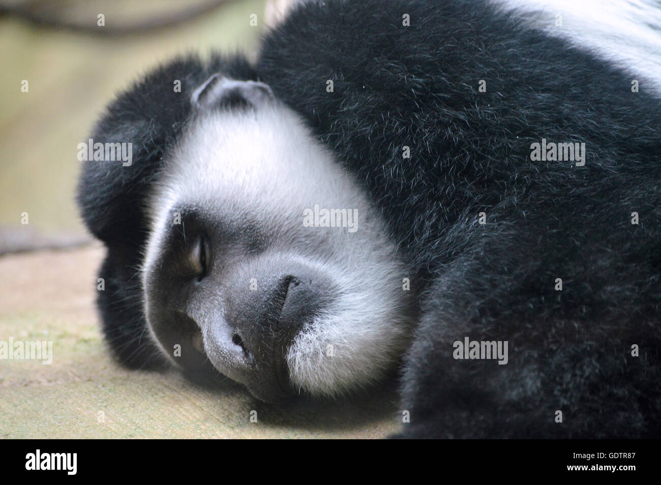 Colobus monkey resting on a log Stock Photo - Alamy