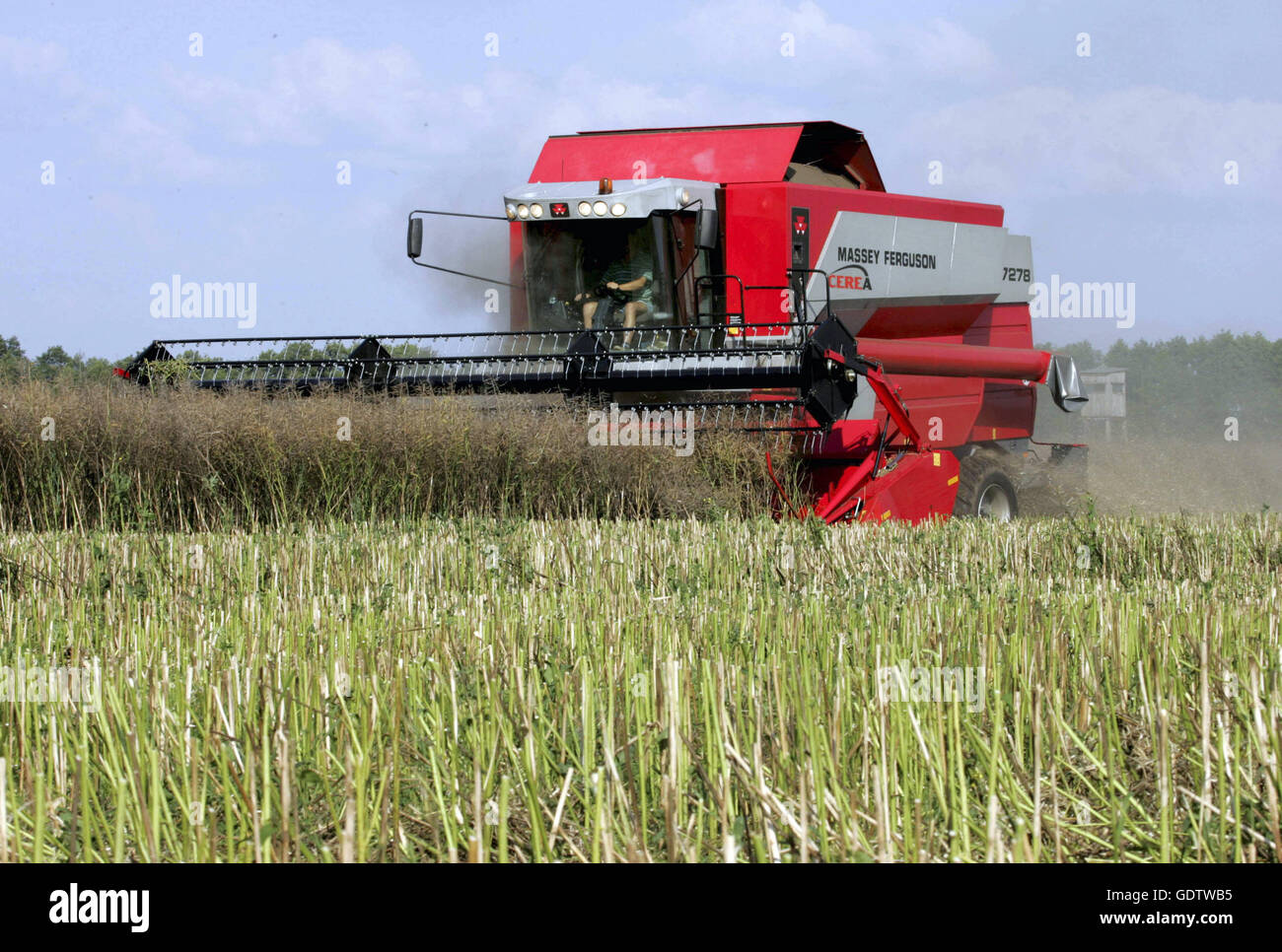 Combine harvester at rapeseed harvest Stock Photo - Alamy