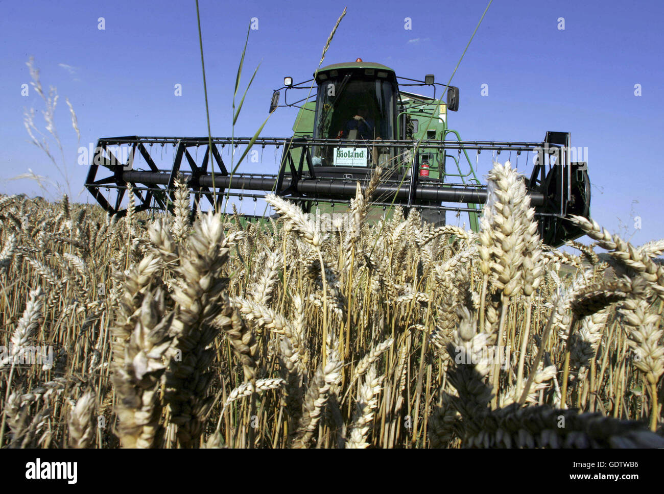 30 07 2004 a farmer harvests organic wheat with a combine harvester hi ...