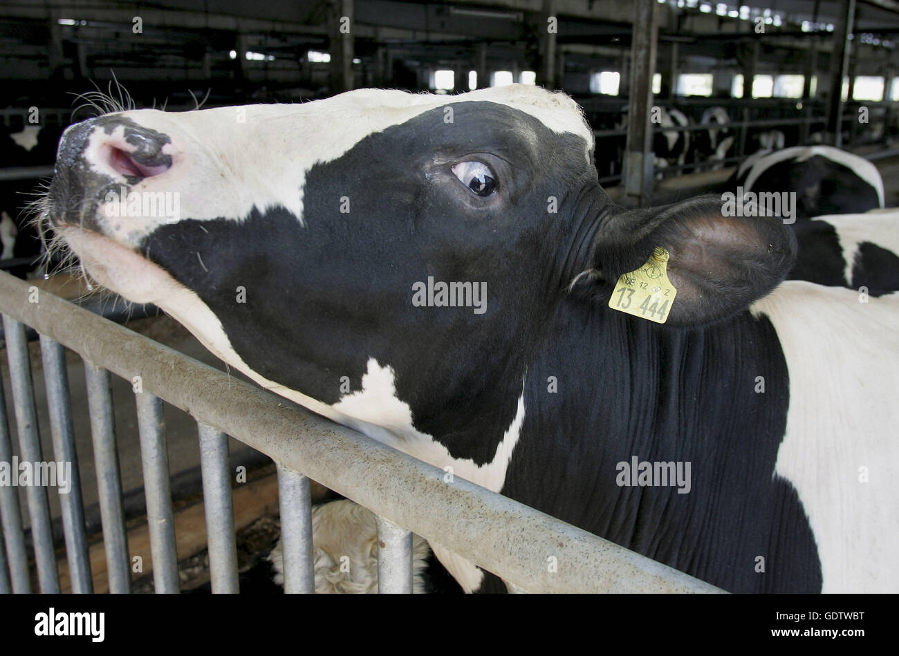 Cattle in the barn Stock Photo - Alamy