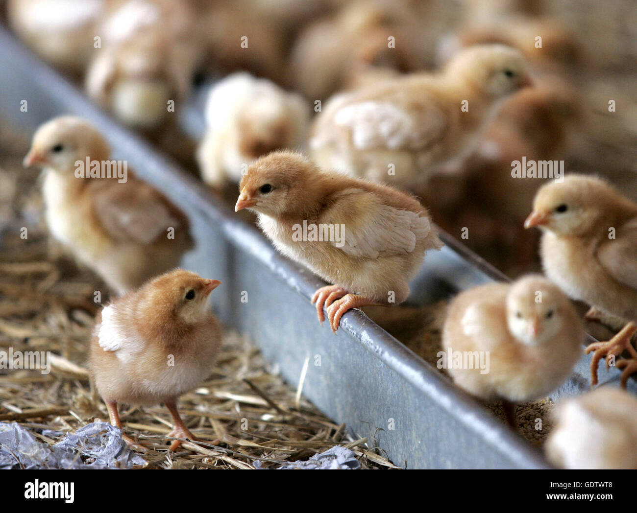 Breeding mass hi-res stock photography and images - Alamy