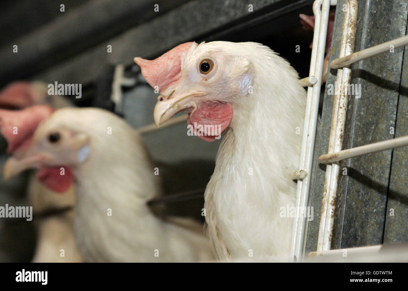 Egg laying hens in battery cages hi-res stock photography and images ...