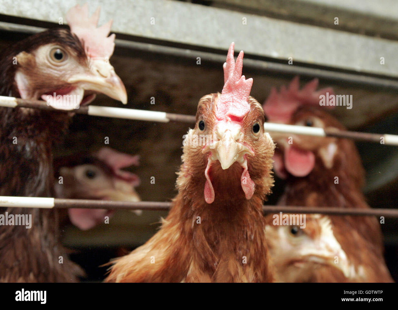 Laying hens kept in cages Stock Photo - Alamy