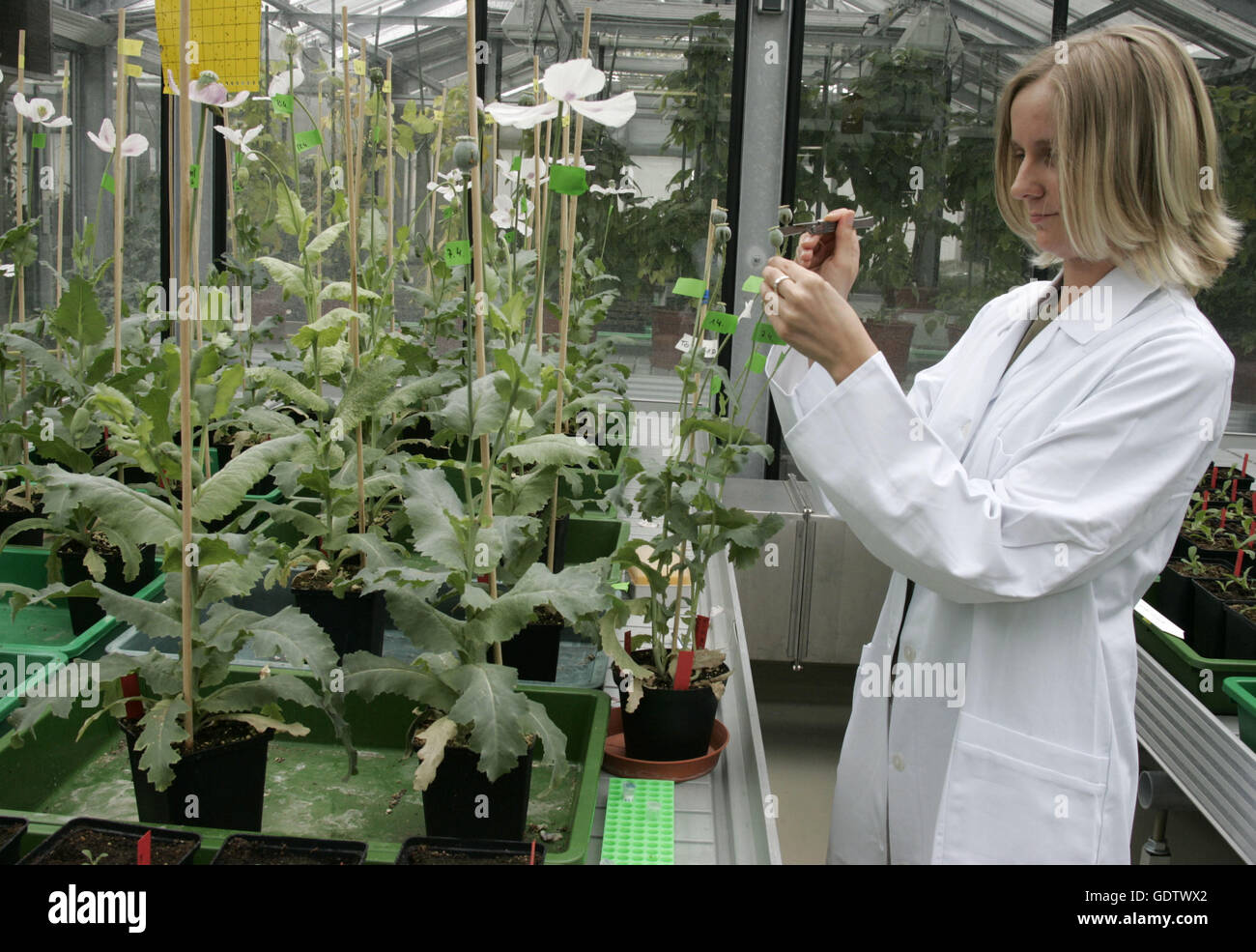 Institute of Plant Biochemistry Stock Photo - Alamy