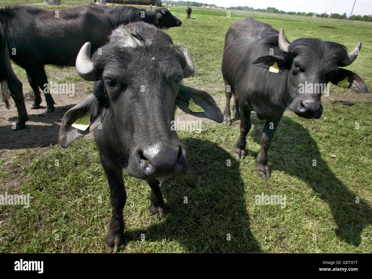 Buffalo economy hi-res stock photography and images - Alamy