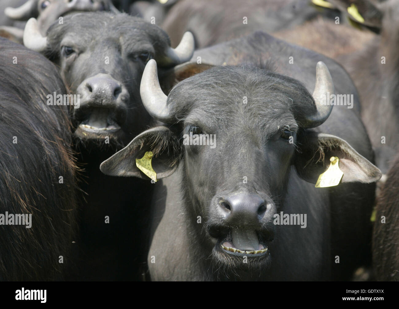 Buffalo 05 hi-res stock photography and images - Alamy