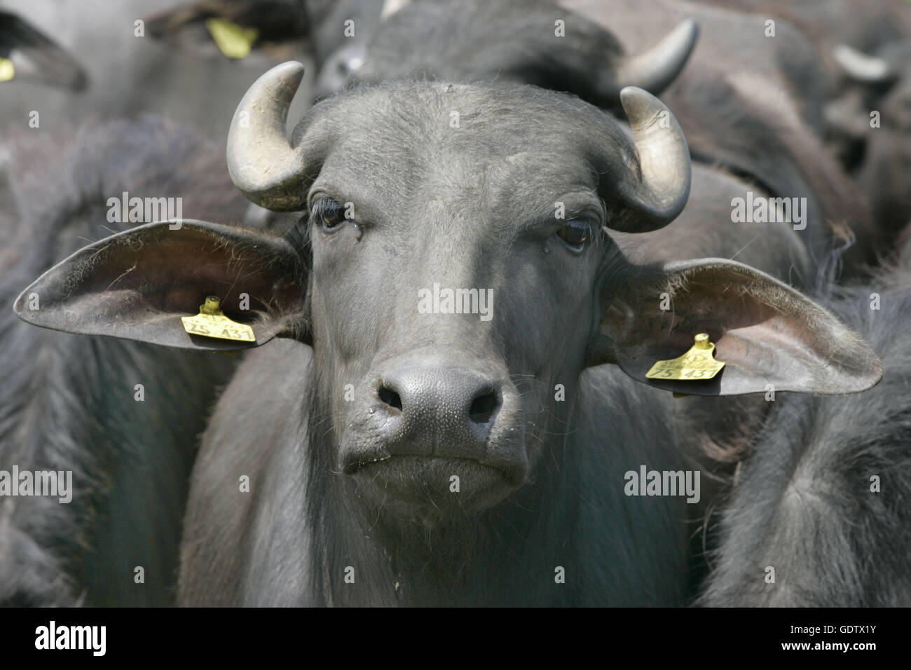 Buffalo economy hi-res stock photography and images - Alamy
