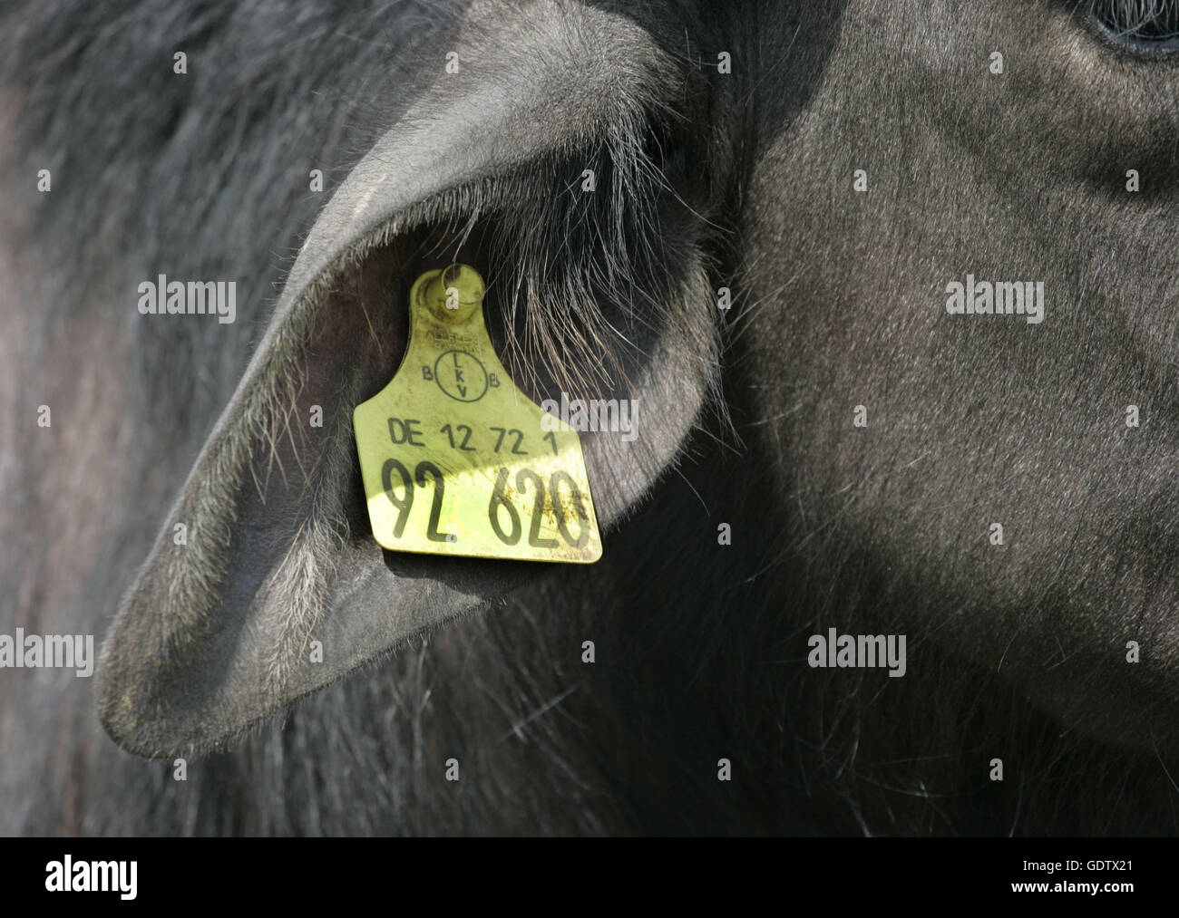20 05 05 ear tag on a buffalo on an organic farm hi-res stock ...