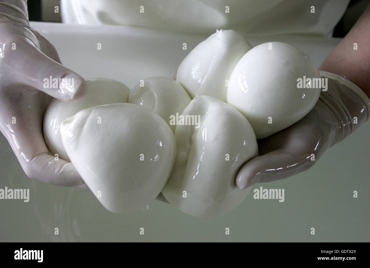 20 5 05 buffalo mozzarella production hi-res stock photography and ...