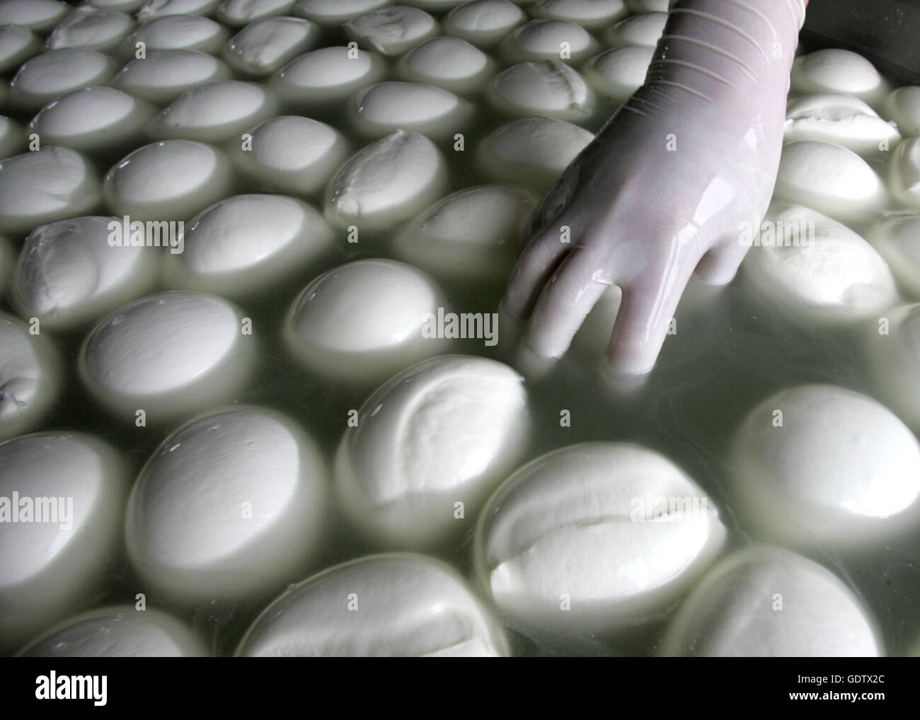 Production of buffalo mozzarella Stock Photo - Alamy