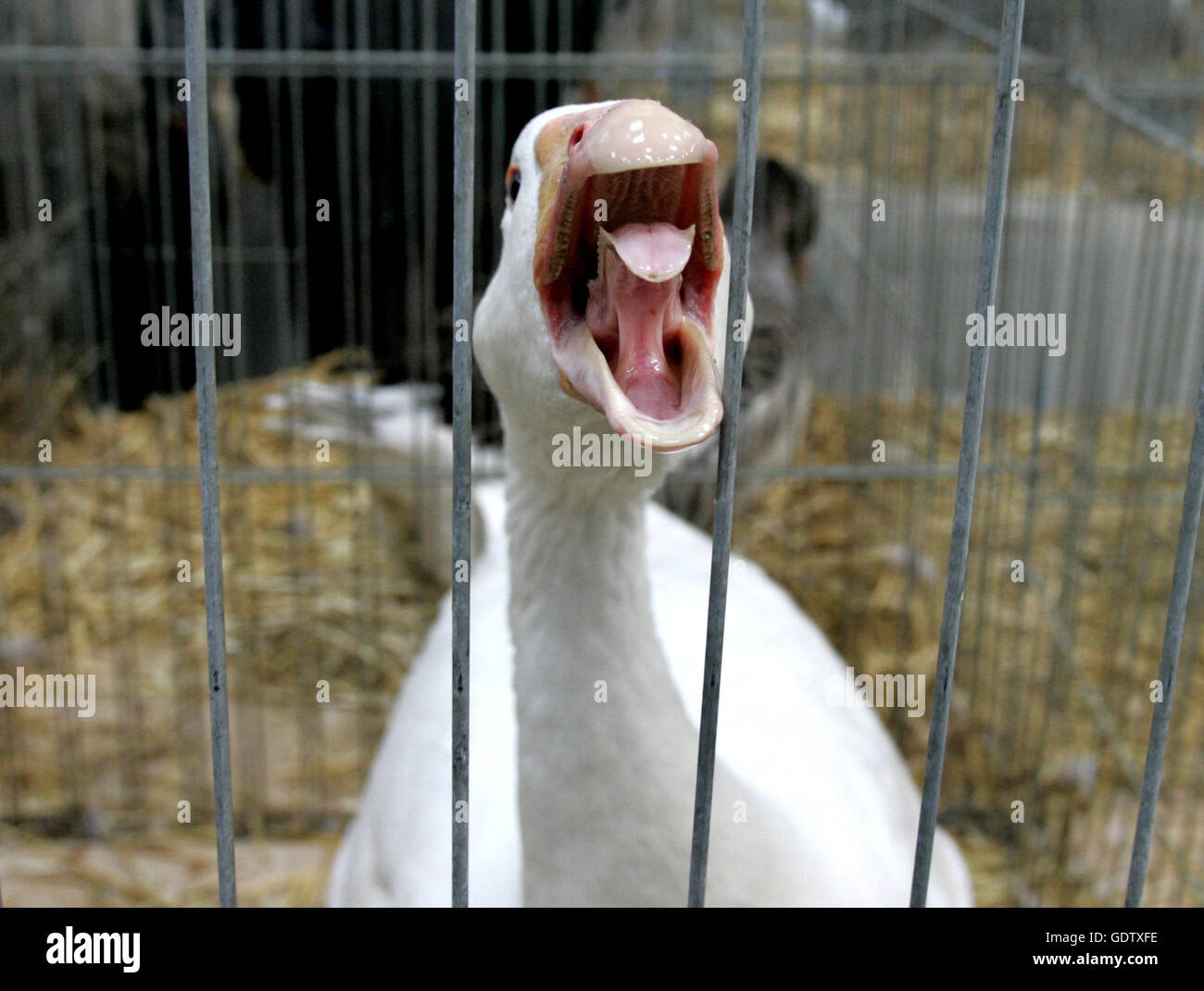 Poultry show cages hi-res stock photography and images - Alamy