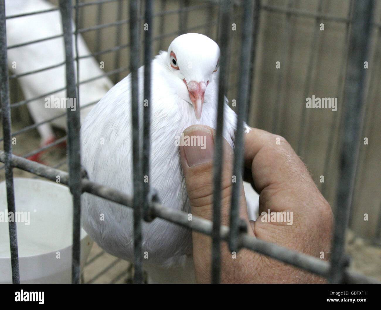 Poultry exhibition hi-res stock photography and images - Alamy