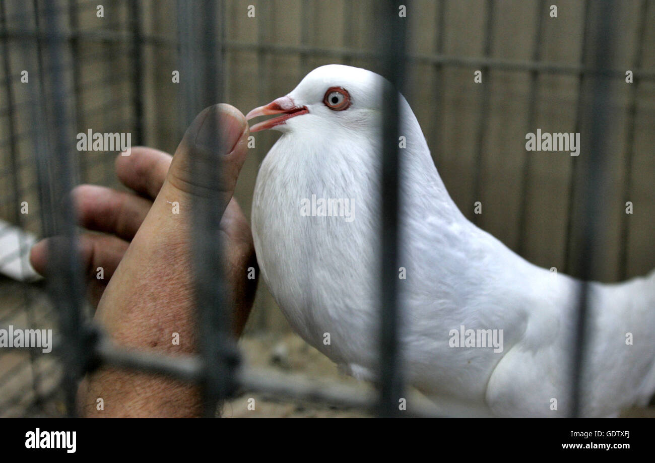 Poultry exhibition hi-res stock photography and images - Alamy