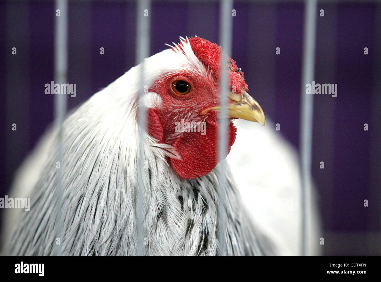 Poultry show cages hi-res stock photography and images - Alamy