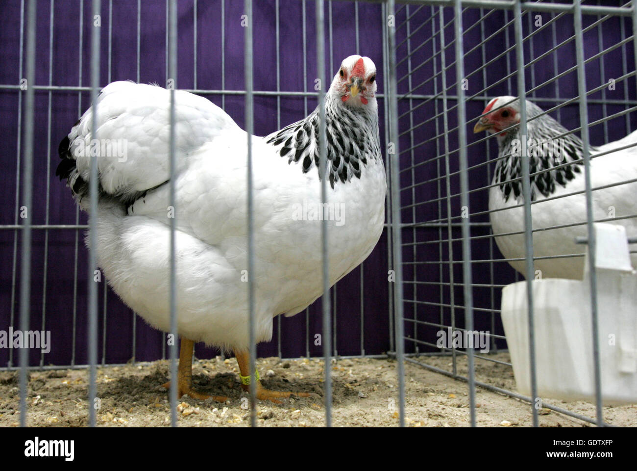 Poultry show cages hi-res stock photography and images - Alamy
