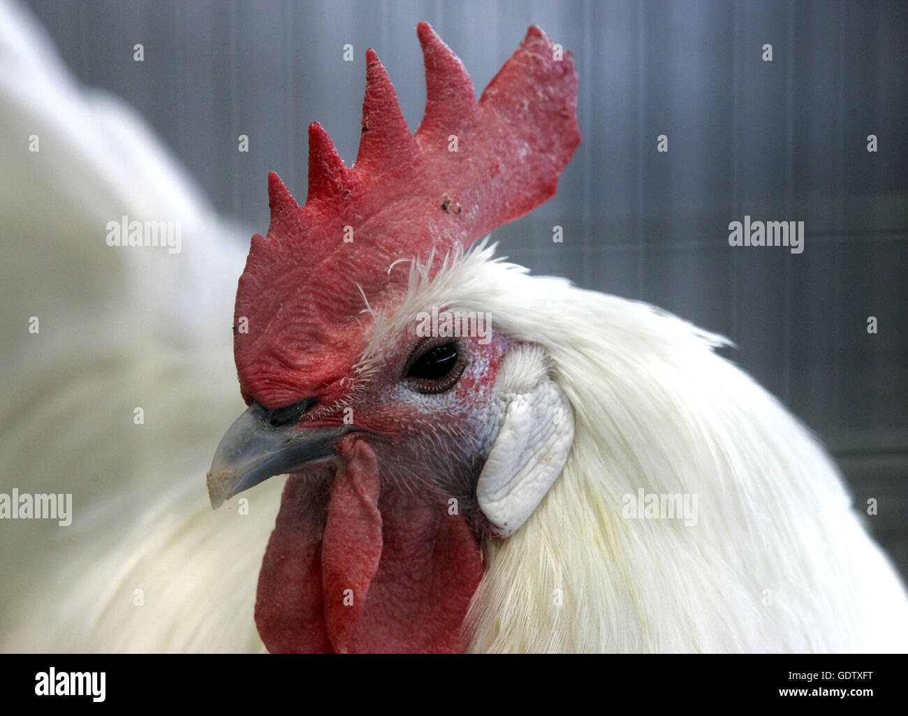 Poultry exhibition hi-res stock photography and images - Alamy