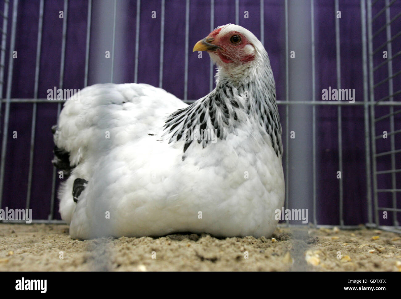 Poultry show cages hi-res stock photography and images - Alamy