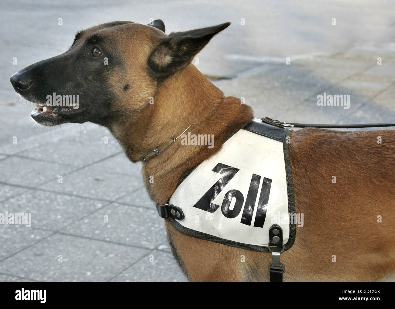 Customs sniffer dog hi-res stock photography and images - Alamy