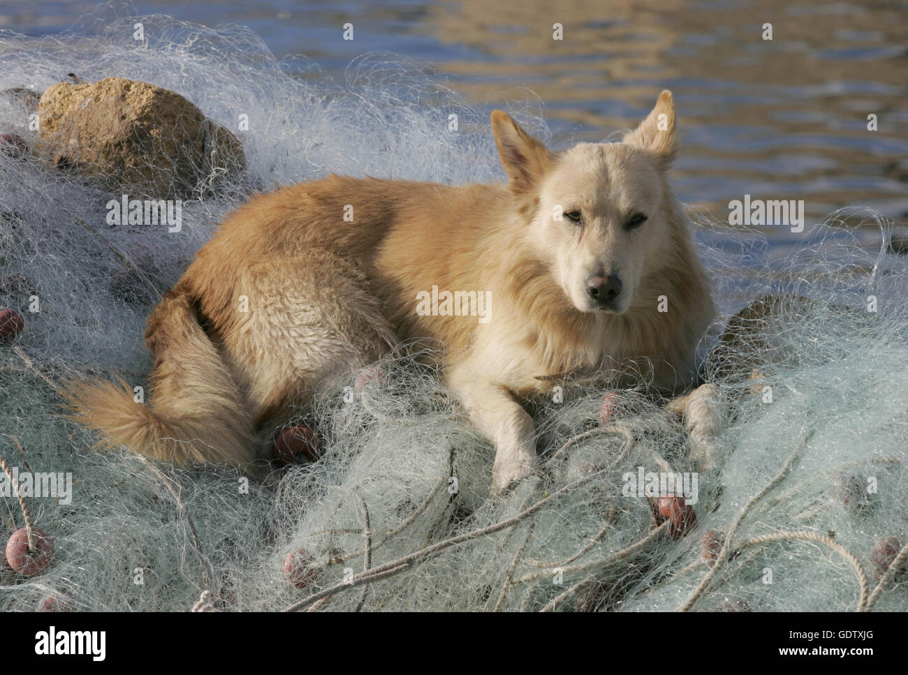 Dog with fishing net Stock Photo - Alamy