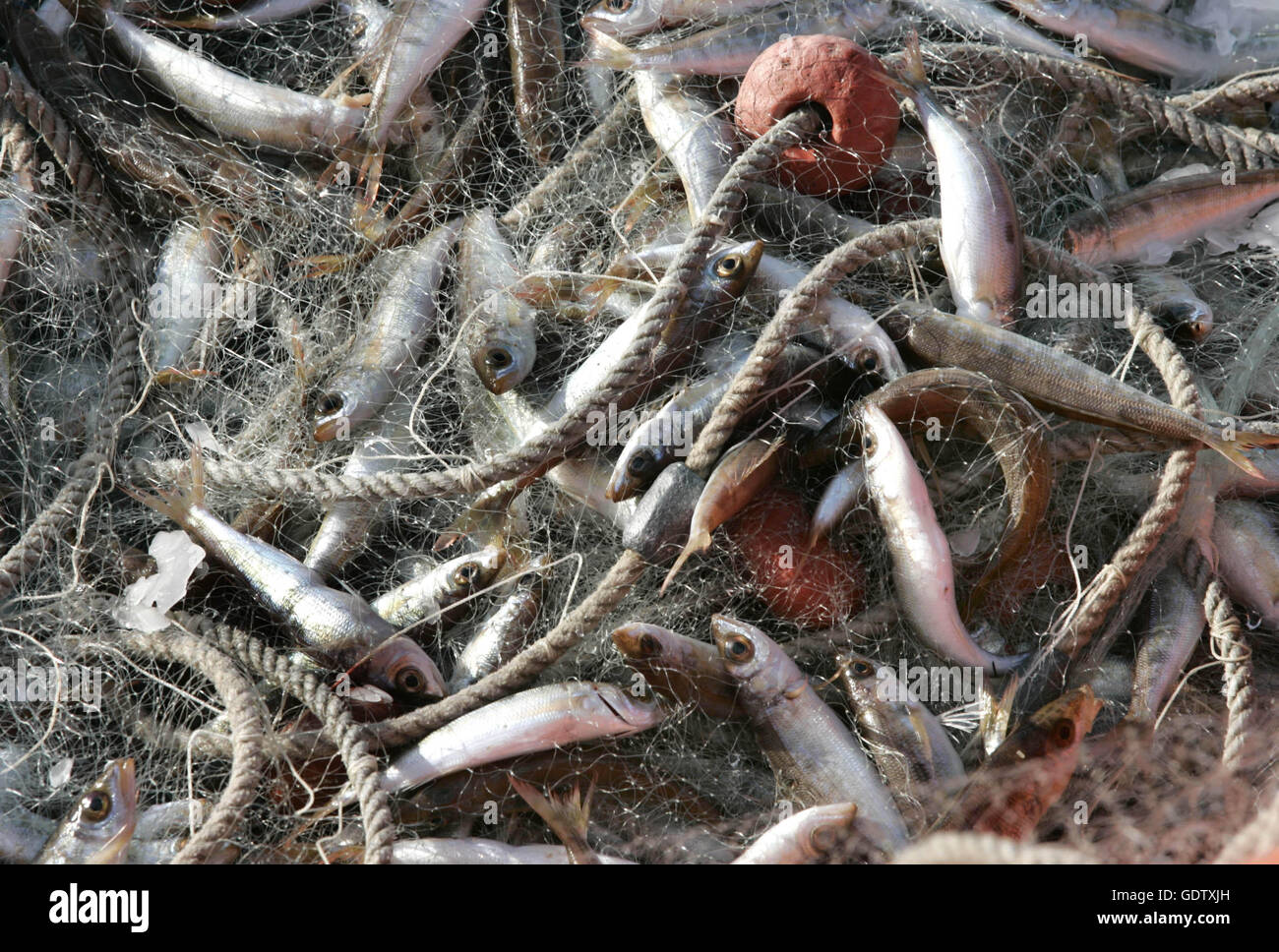 Fish in the net Stock Photo - Alamy