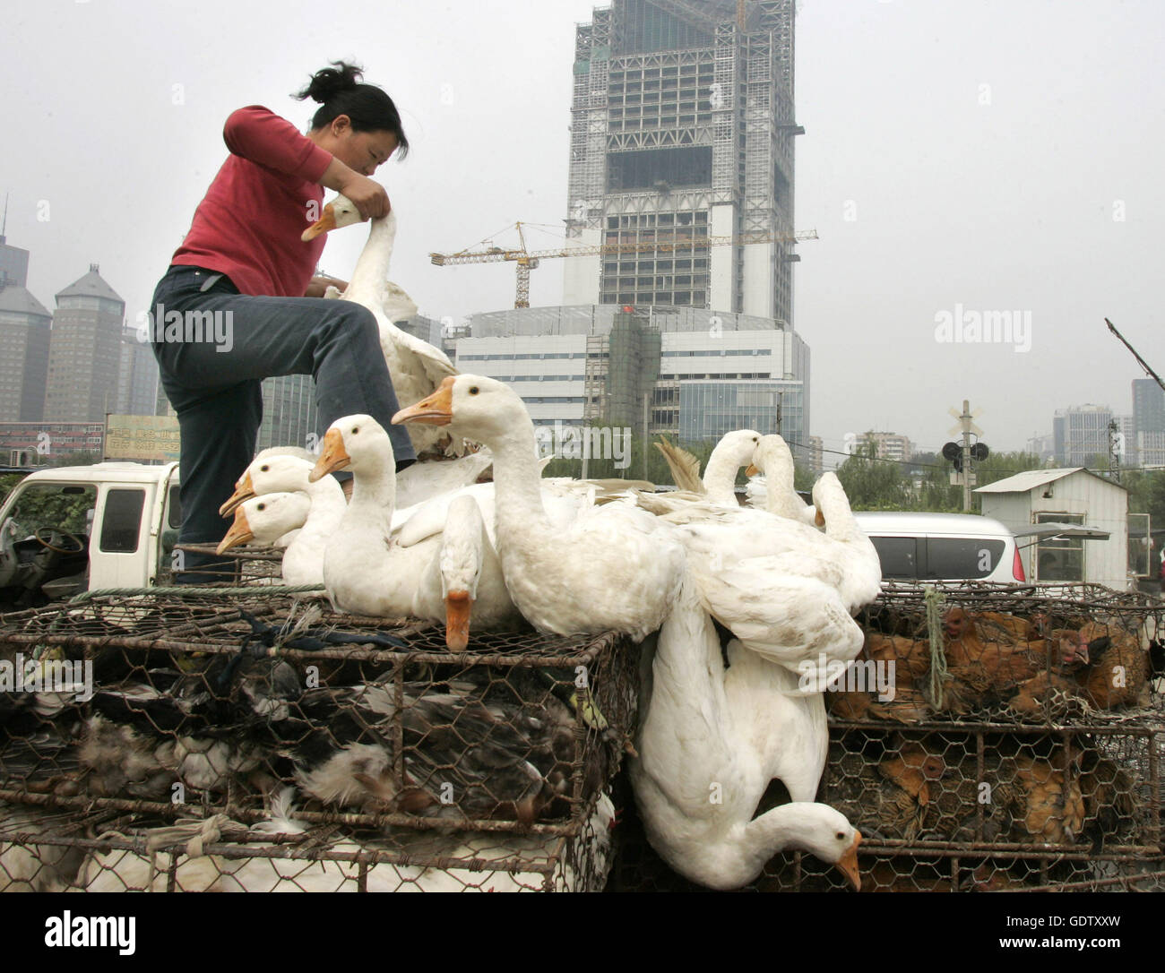 Poultry market in Beijing Stock Photo - Alamy