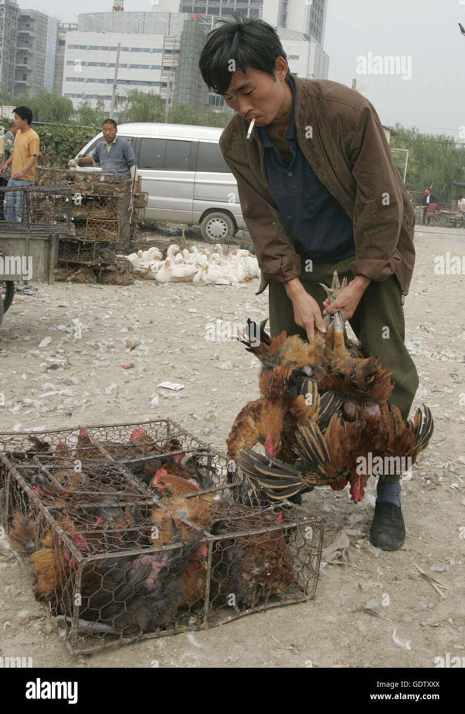23 09 05 hens in a poultry market in beijing hi-res stock photography ...
