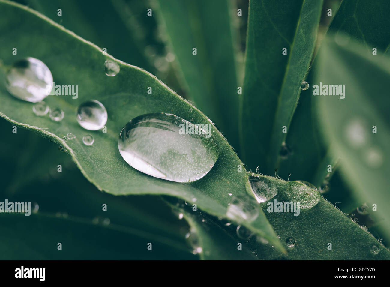 Wet leaves with waterdrops Stock Photo - Alamy