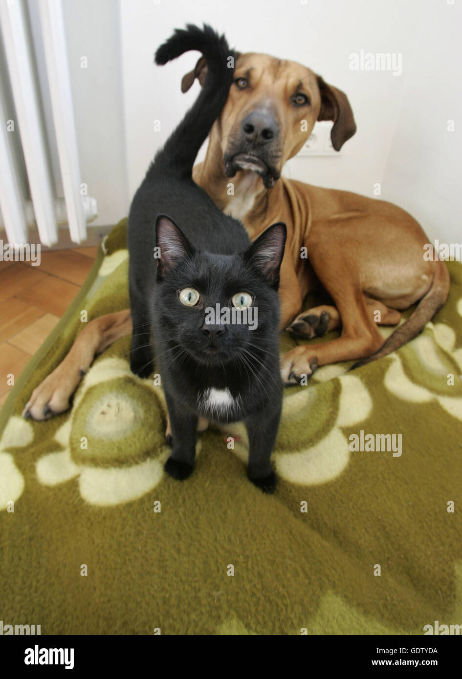 14 01 06 cat and dog hi-res stock photography and images - Alamy