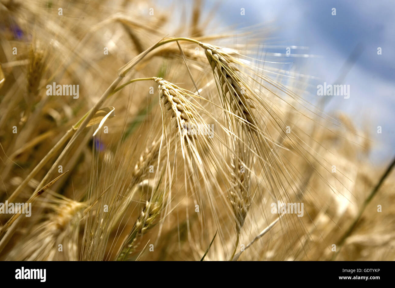 Biofuels field hi-res stock photography and images - Alamy