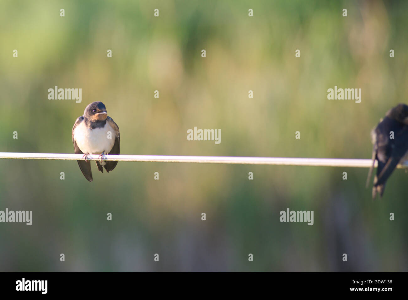 2 birds standing hi-res stock photography and images - Alamy