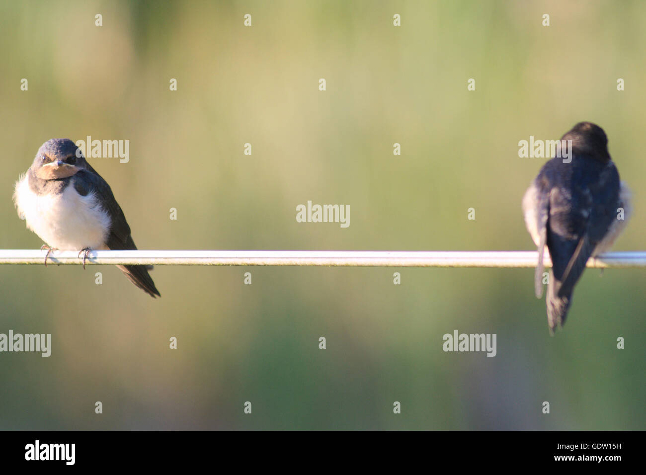 Two little bird hi-res stock photography and images - Alamy