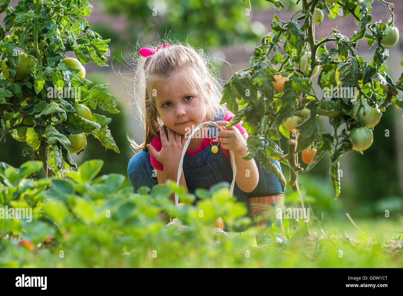 Adorable little girl collecting crop tomatoes in garden Stock Photo - Alamy