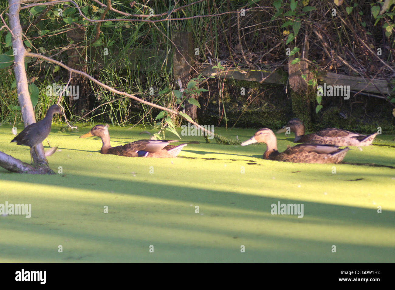 The floating ducks hi-res stock photography and images - Alamy