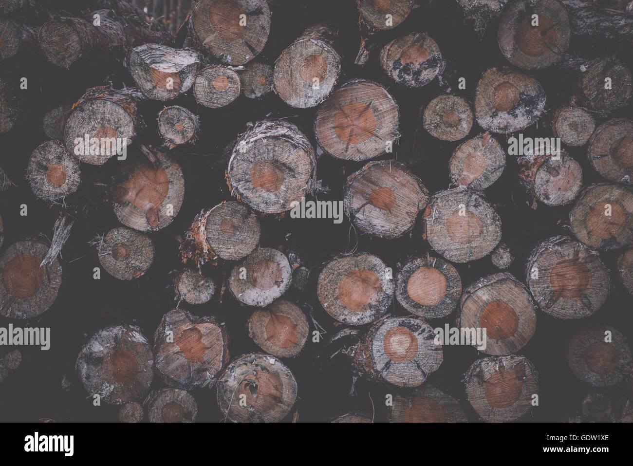 Logs in a forest in Germany Stock Photo - Alamy