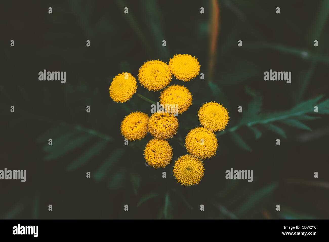 Dark field hi-res stock photography and images - Alamy